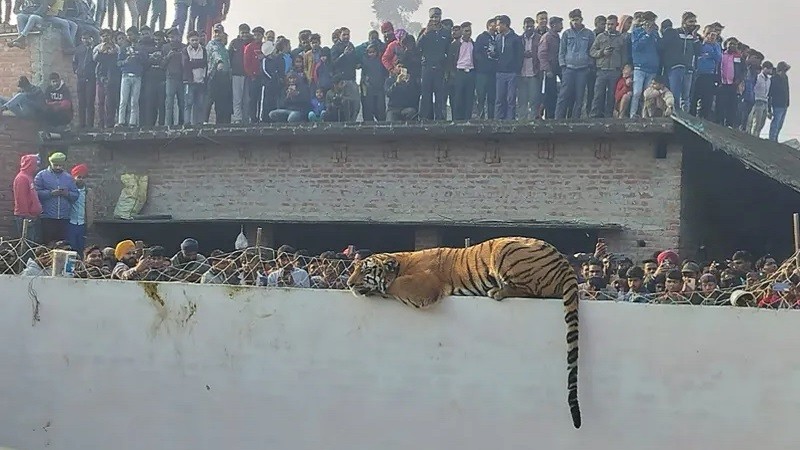 বাড়ির সীমানা প্রাচীরে এসে ঘুমিয়ে পড়ল বাঘ