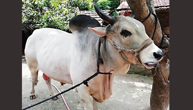 গরুর শিংয়ের গুতোয় প্রাণ হারালো মালিক | BD24Live.com