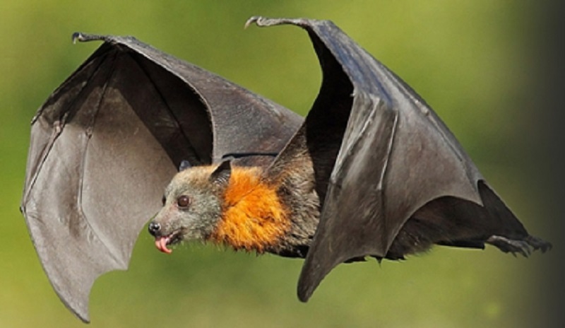 মহামারি ধারণ করতে পারে নিপা ভাইরাস | BD24Live.com