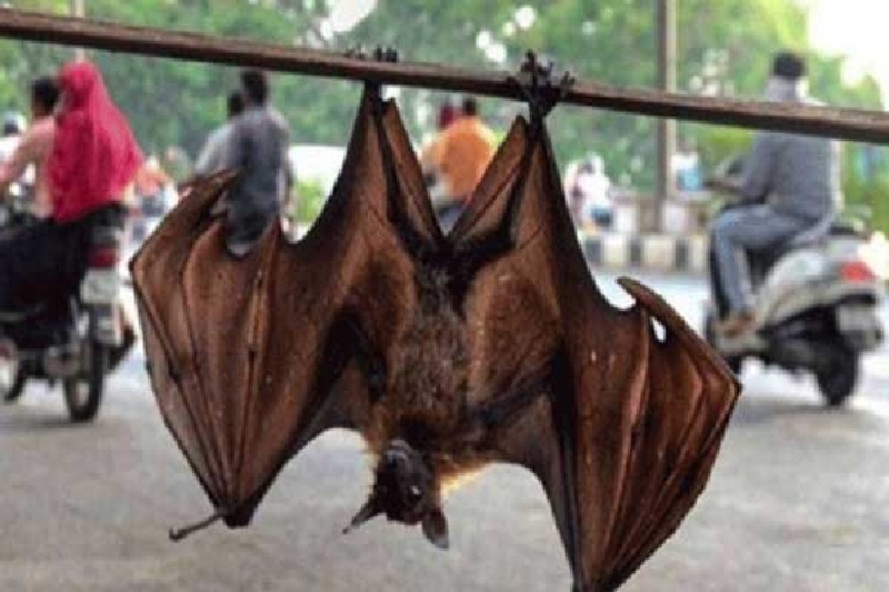 এবার বাদুড়ের শরীরে মিলল করোনা ভাইরাস! | BD24Live.com