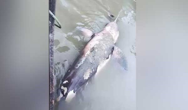 হালদা নদীতে ভেসে উঠল মরা ডলফিন | BD24Live.com