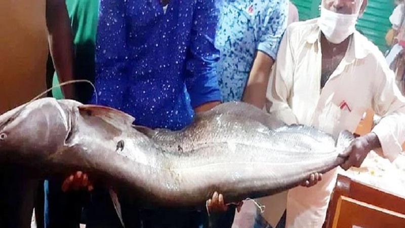 এক বোয়াল মাছ ২৪ হাজার টাকা! | BD24Live.com