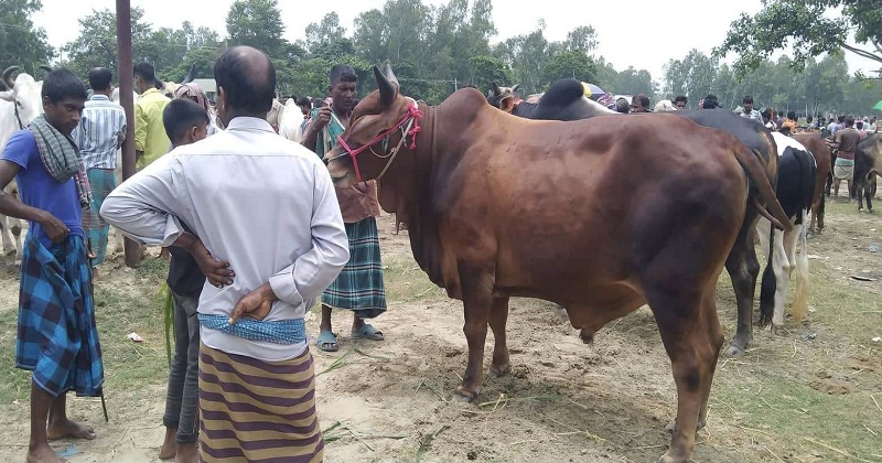 টাঙ্গাইলে শতাধিক হাটে কোরবানীর জন্য প্রস্তুত প্রায় ৮৭ হাজার পশু ...