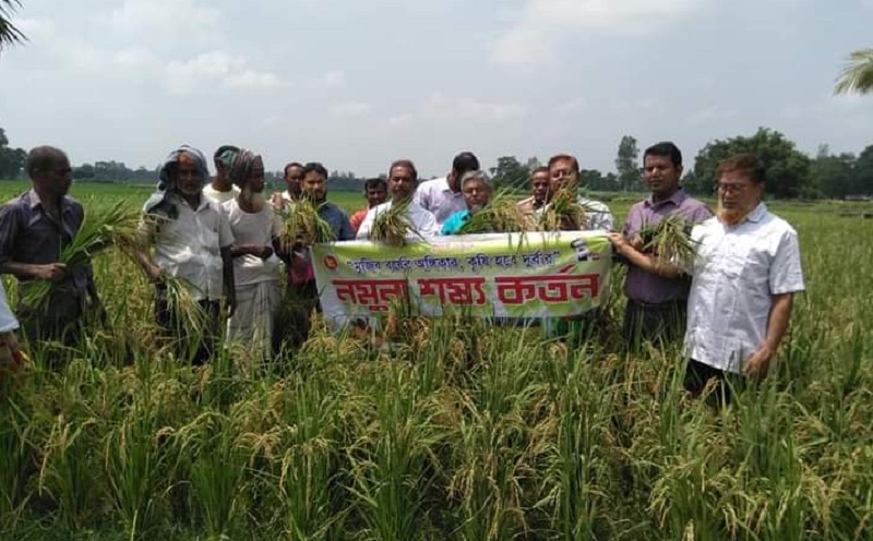 জয়পুরহাটে আউশ বিনাধান ১৯ এর নমুনা শস্য কর্তন | BD24Live.com